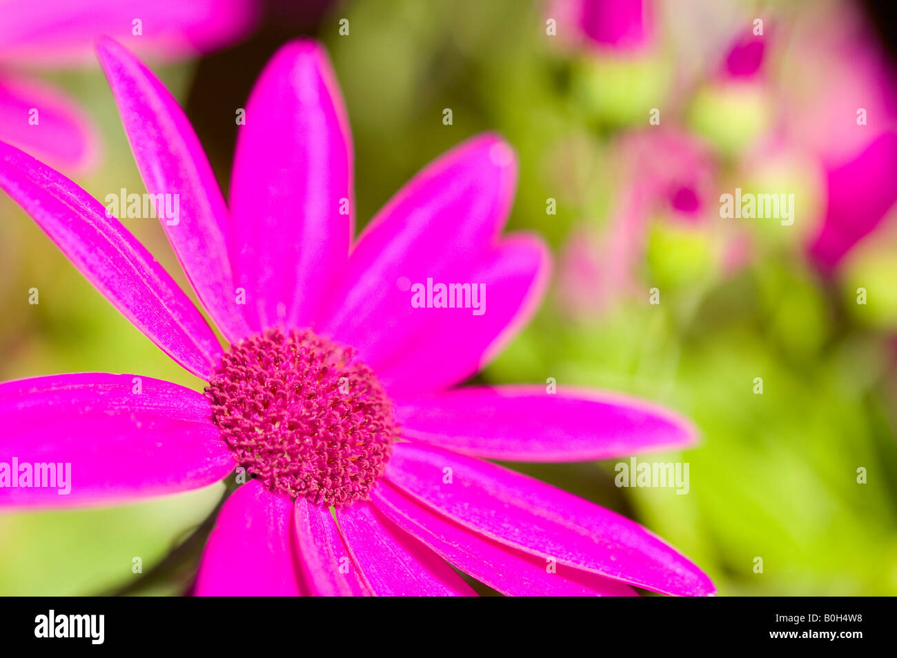 Senetti flowers hi-res stock photography and images - Alamy
