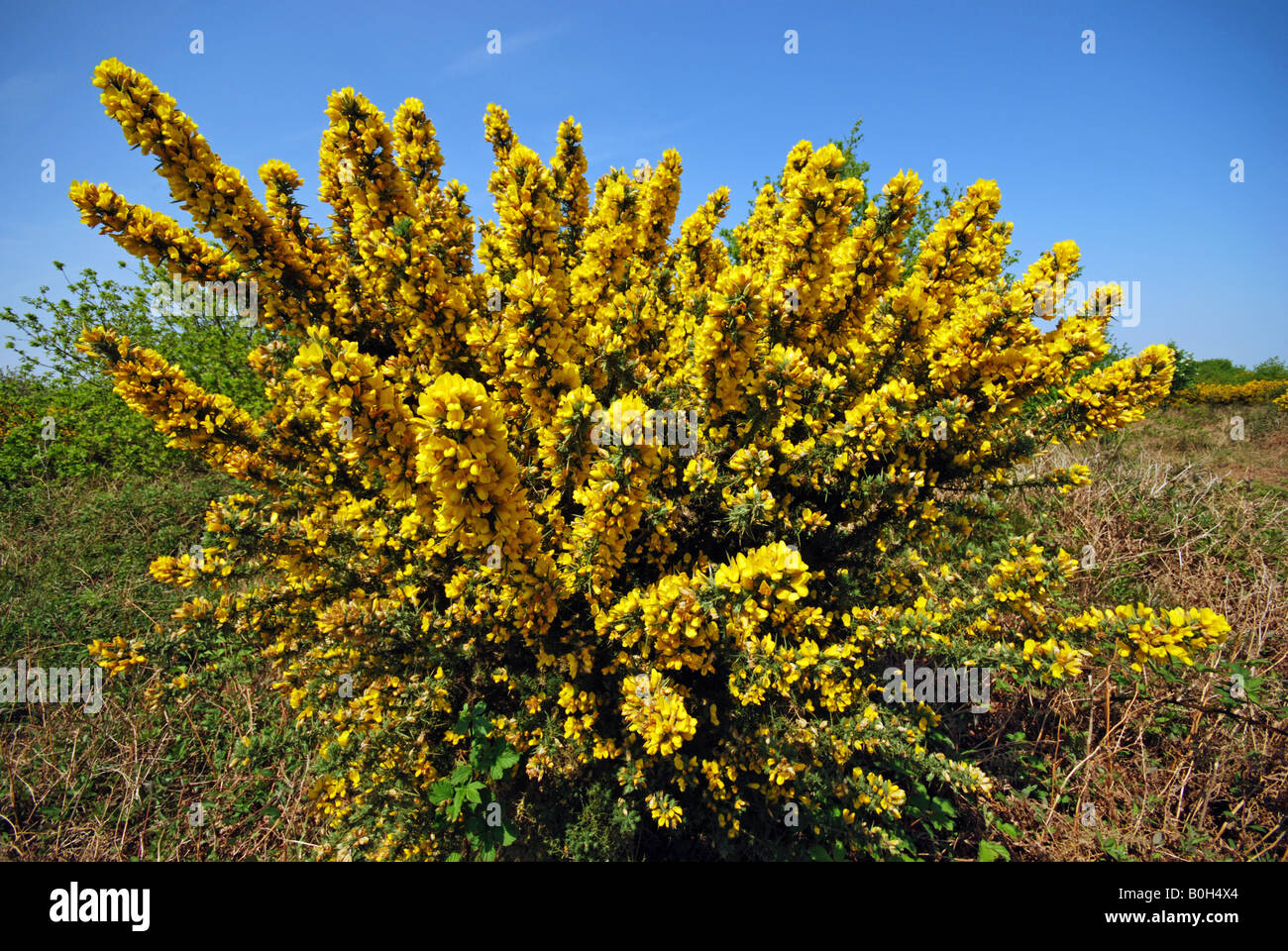Gorse bush in full Spring flower. Salthouse Heath, Norfolk, England ...