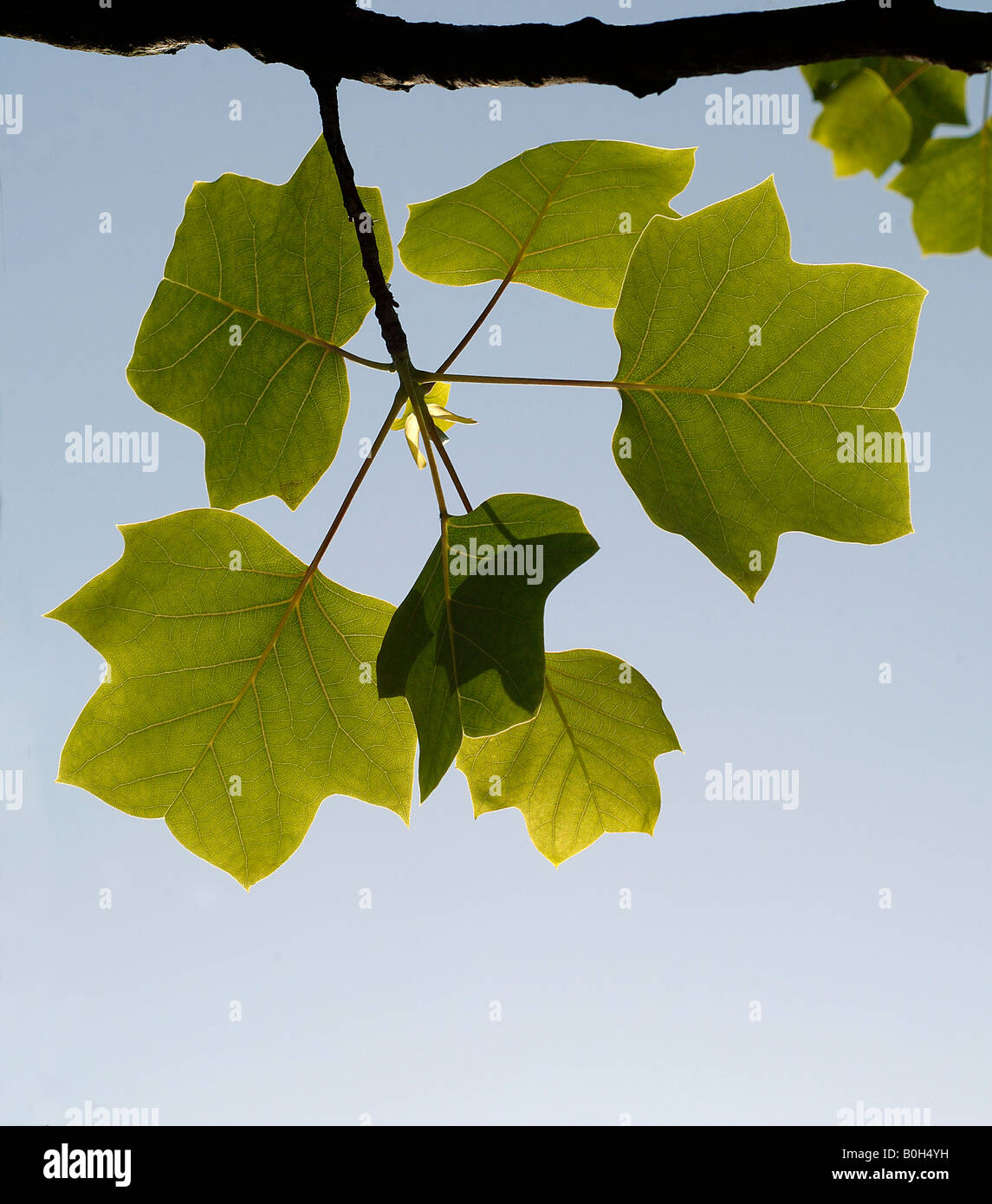 Leaves of Chinese tulip trees Liriodendron chinense Stock Photo - Alamy
