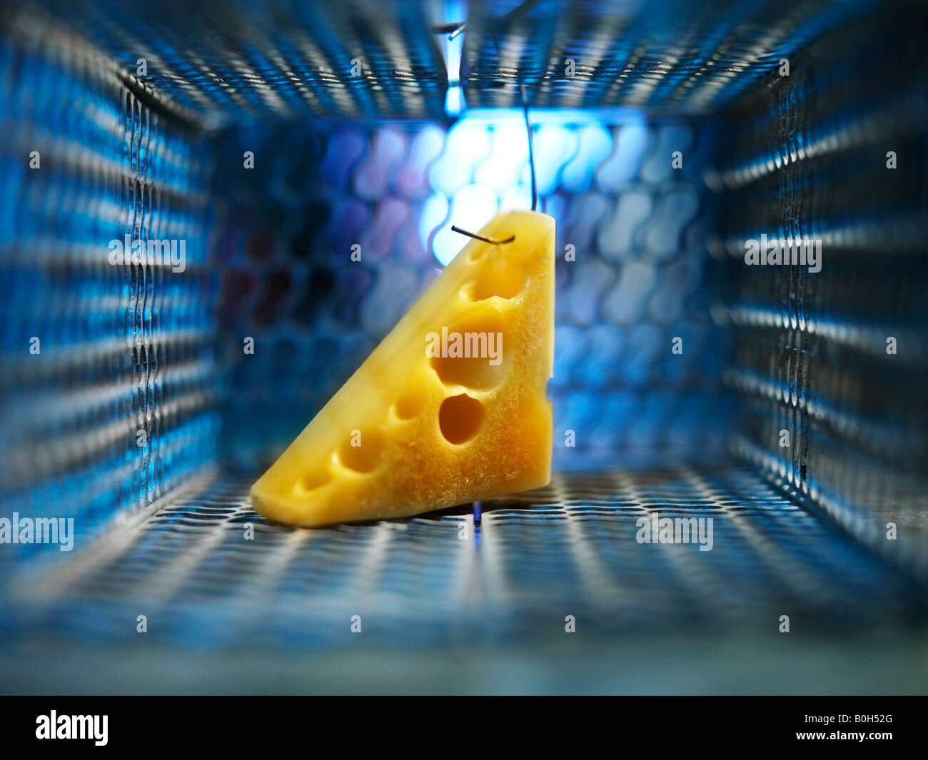 Open mouse trap and cheese with blue background Stock Photo - Alamy
