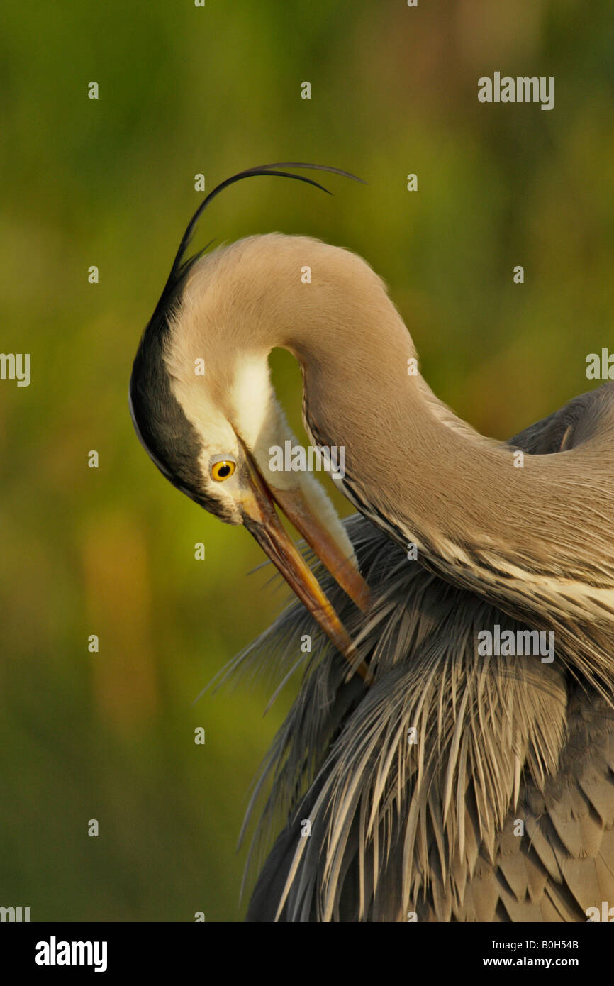 Great blue heron preening feathers Victoria British Columbia Canada ...