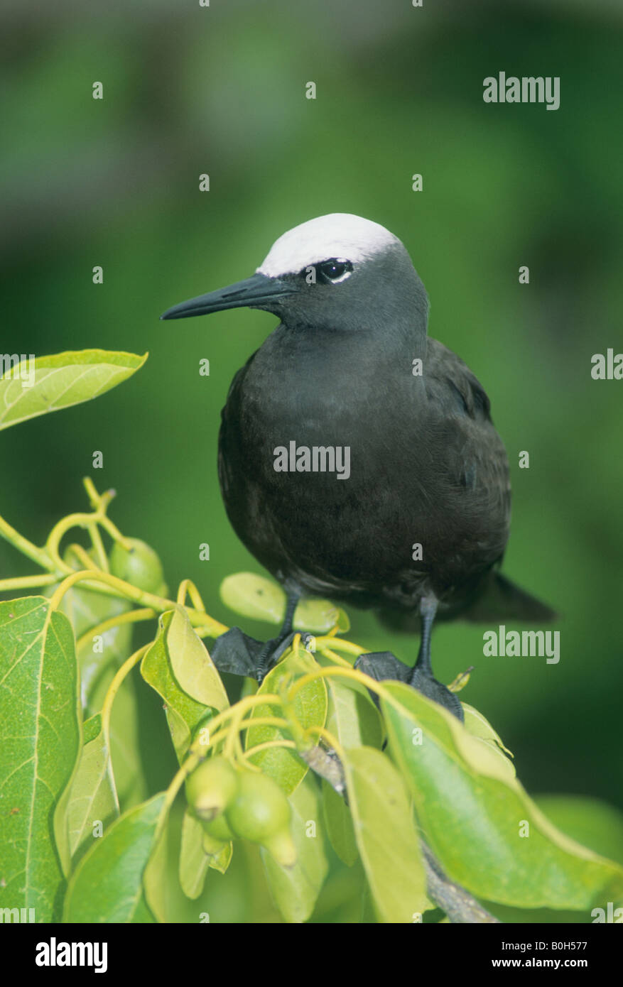 White-Capped or Black Noddy (Anous minutus) Australia, Great Barrier ...