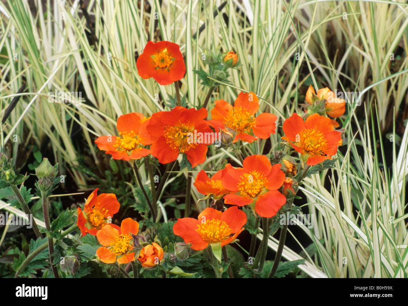 Orange geum hi-res stock photography and images - Alamy