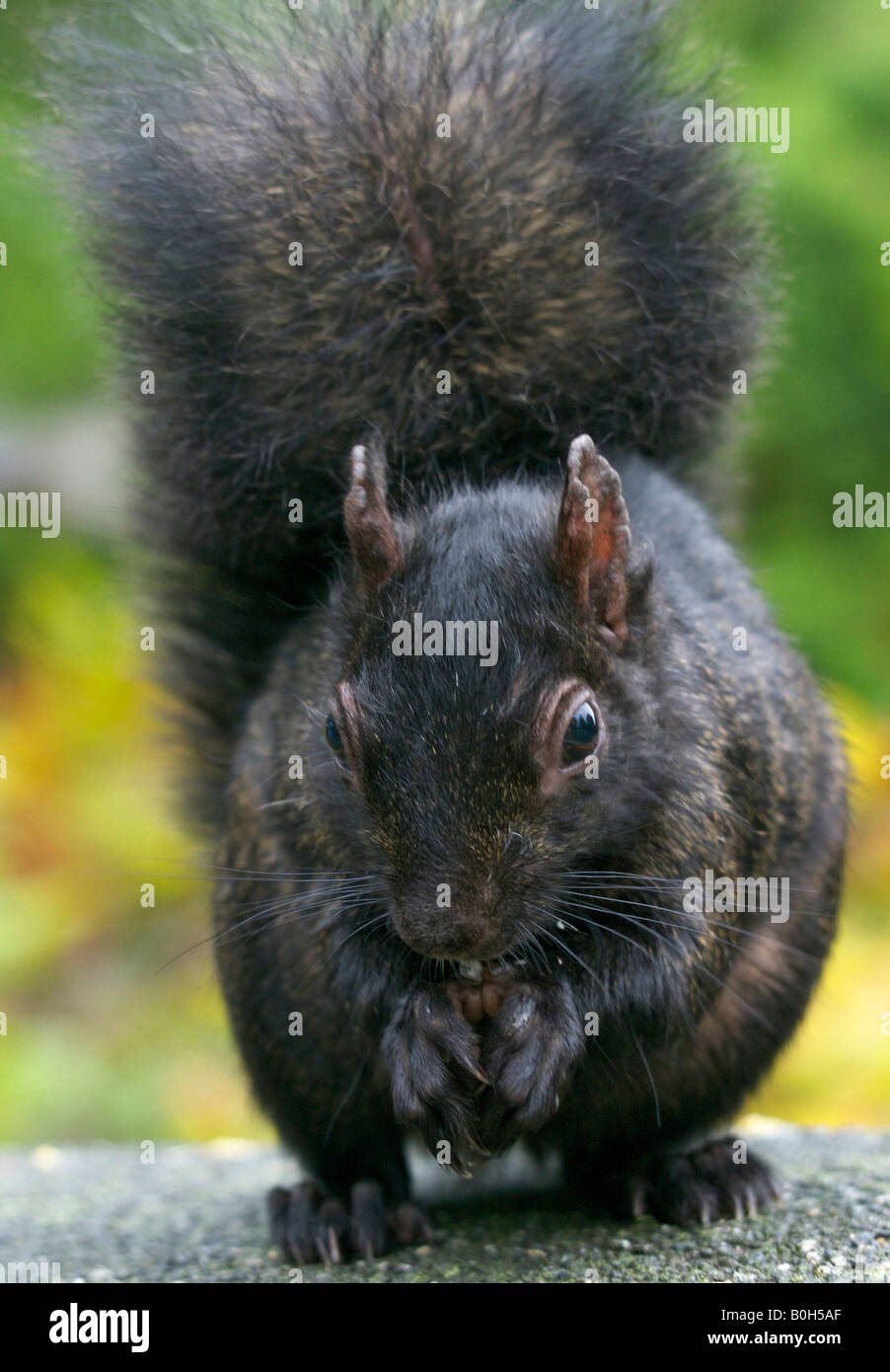 Black squirrel hi-res stock photography and images - Alamy