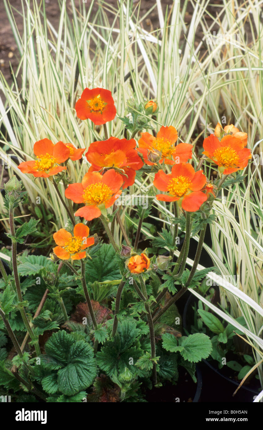 Geum 'Borisii' Avens orange flowers garden plant Stock Photo - Alamy