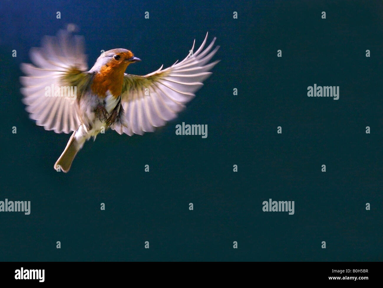 British robins in flight hi-res stock photography and images - Alamy