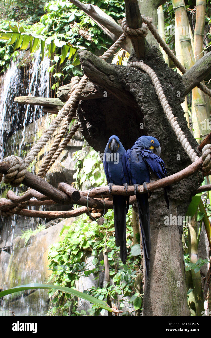 Two Hyacinth Macaws Anodorhynchus hyacinthinus at Animal Kingdom Stock ...