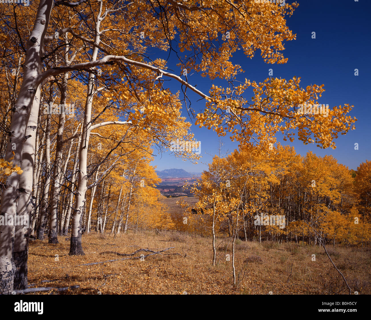 Aspen Trees in Colorado Stock Photo - Alamy
