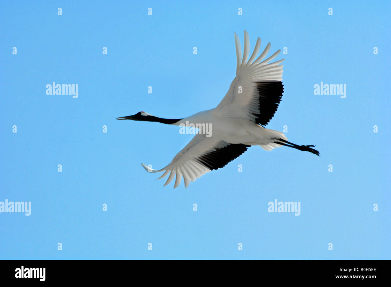 Japanese crane hi-res stock photography and images - Alamy