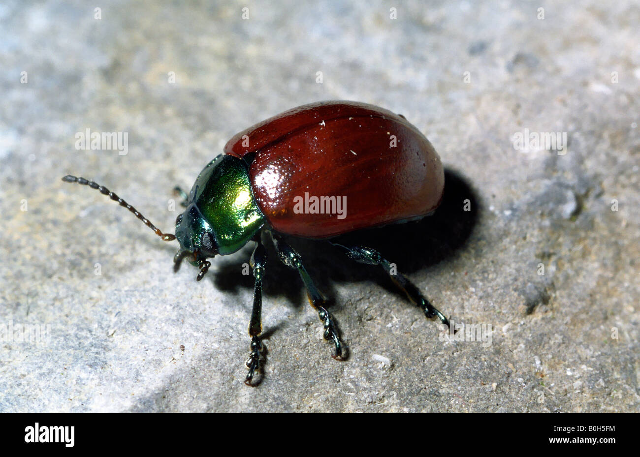 Garden Chafer Beetle Stock Photo, Royalty Free Image: 17587912 - Alamy