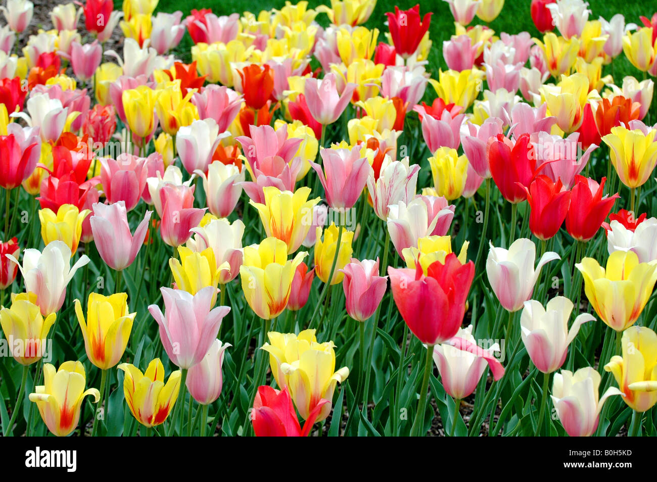 brightly colored tulips in a spring garden in full bloom Stock Photo ...