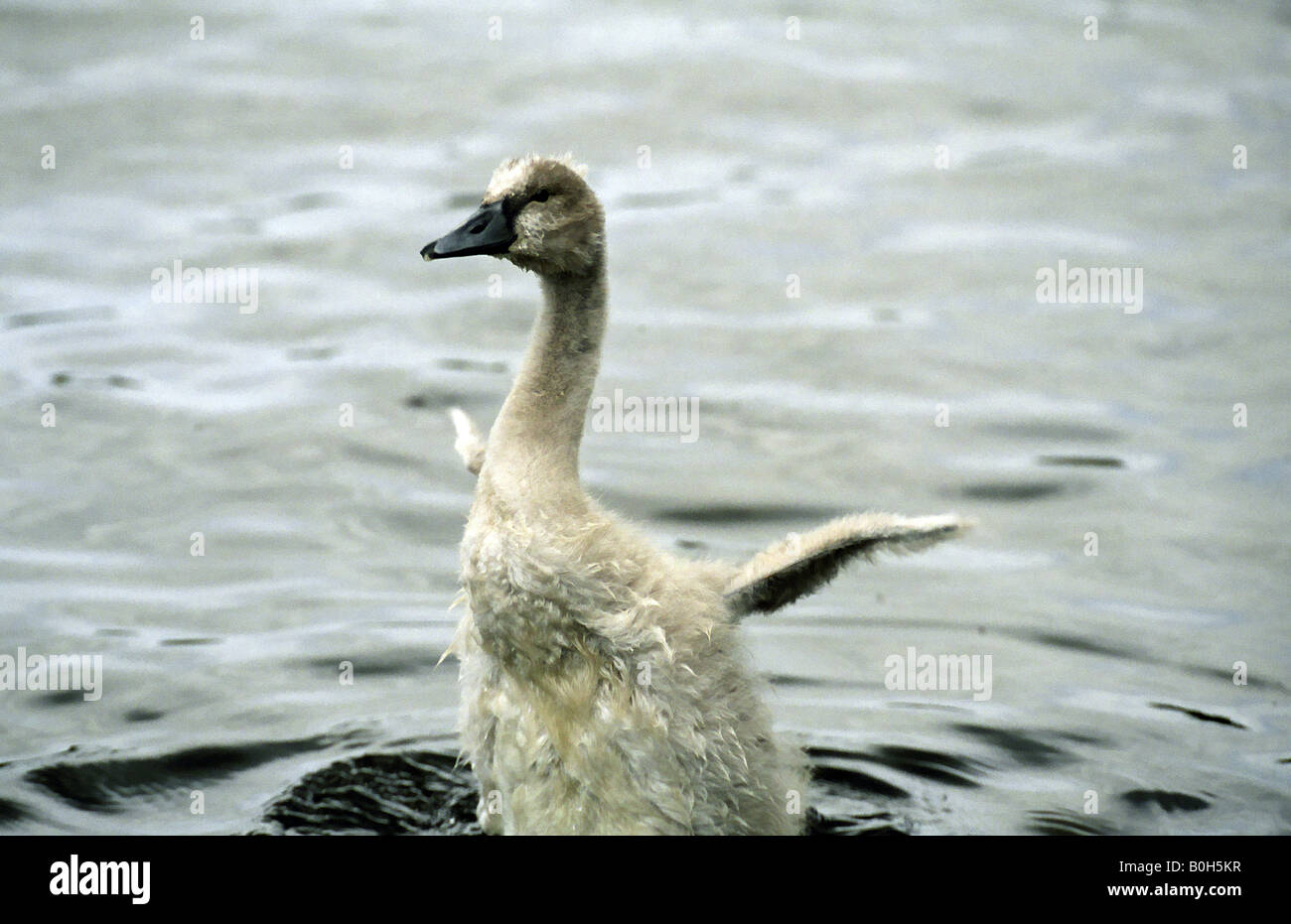 Mute Swan cygnet wing stretching Stock Photo - Alamy