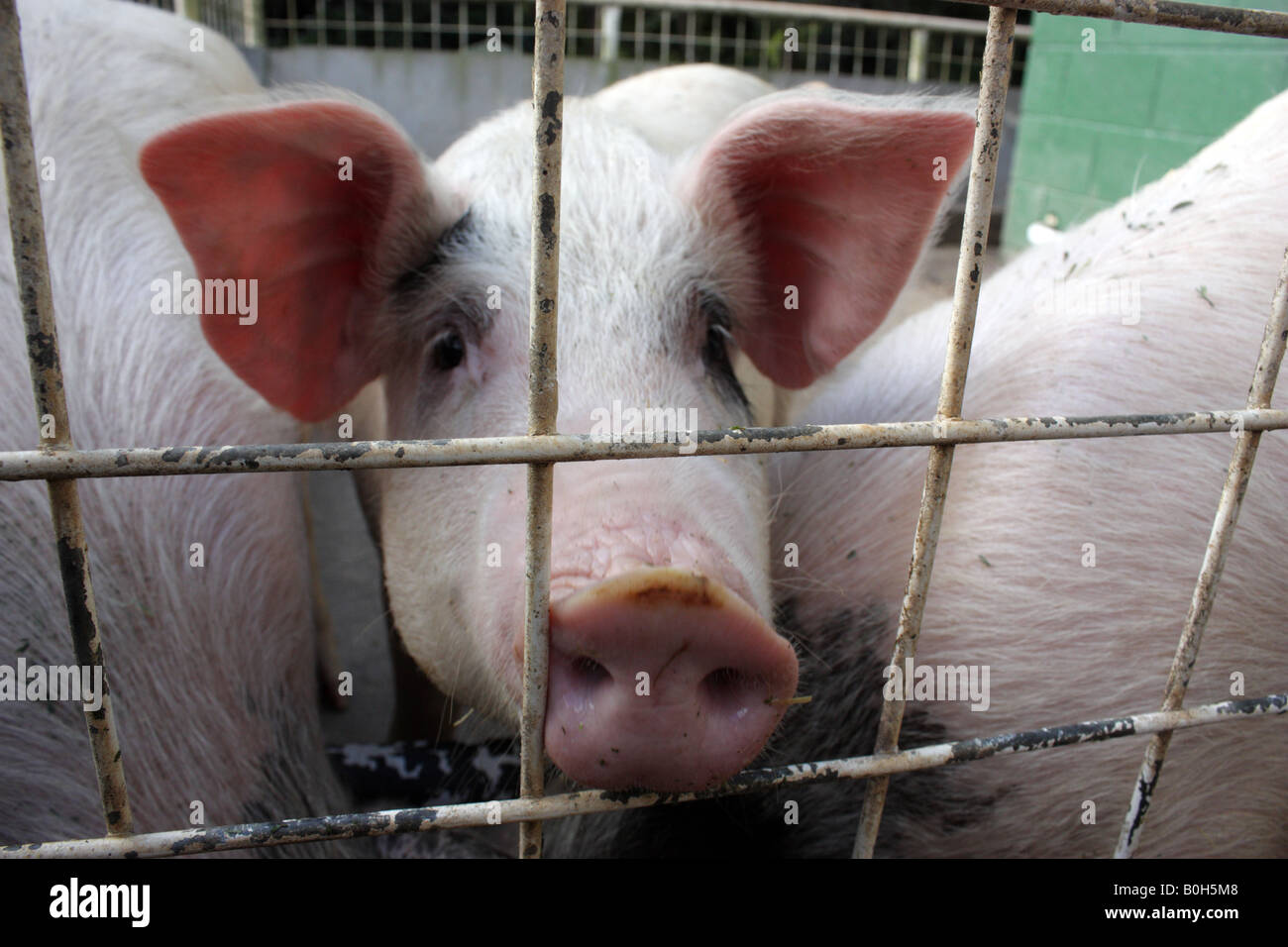 A CUTE PIG PUSHING ITS SNOUT THROUGH A WIRE FENCE HORIZONTAL BDA11173 ...