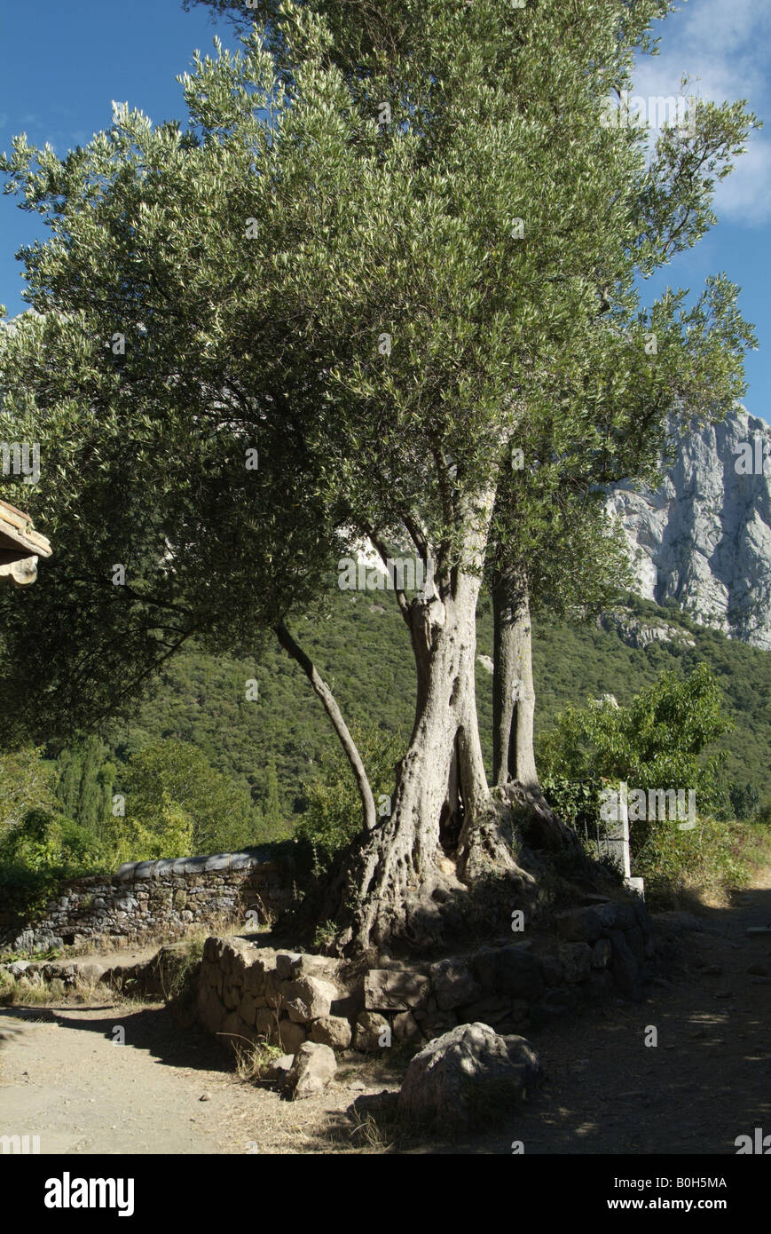 olive tree at the Church of Santa Maria De Lebena in the Picos de ...