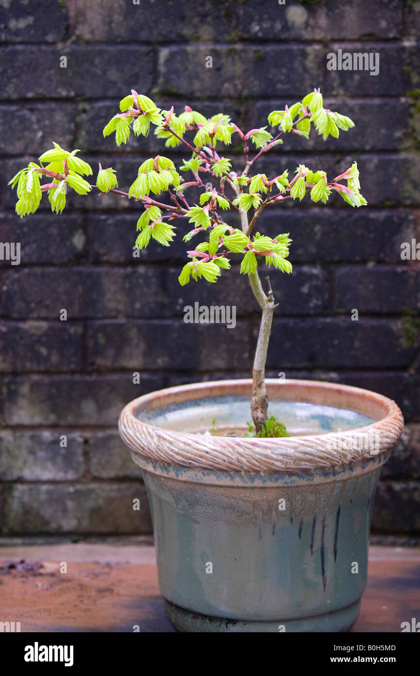 Acer tree in pot hi-res stock photography and images - Alamy