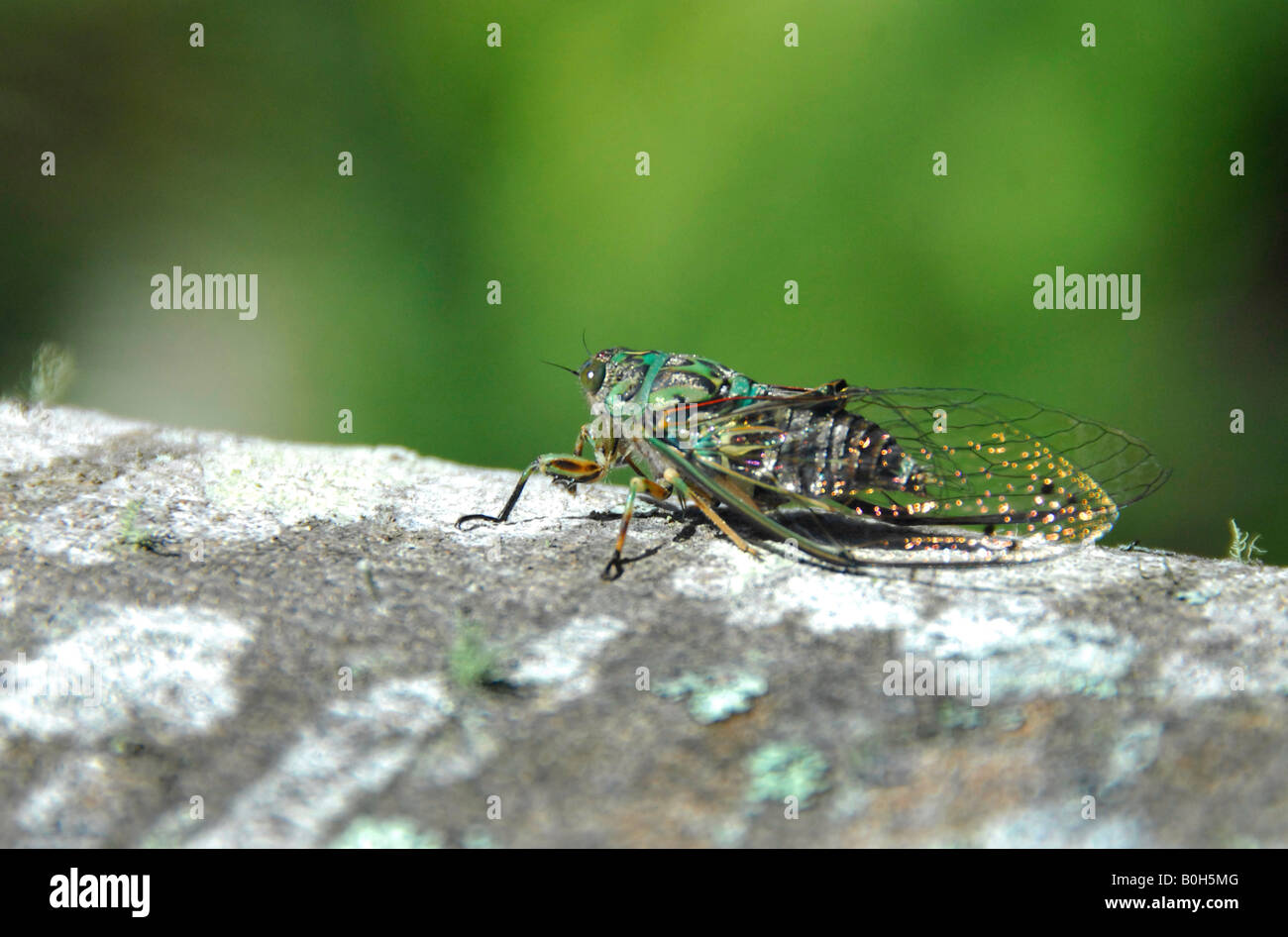 Winged bug hi-res stock photography and images - Alamy