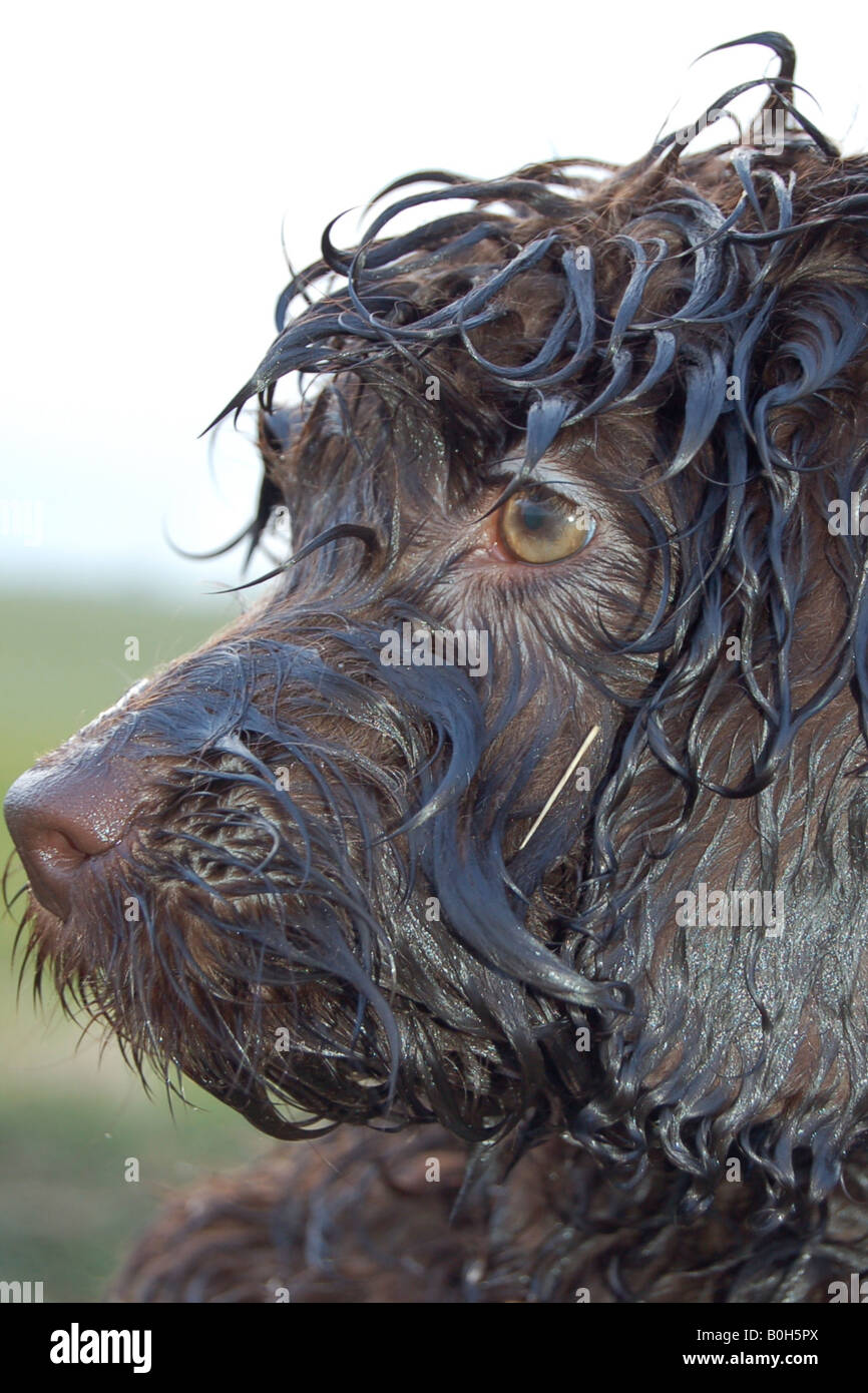 Chocolate Cockapoo puppy after a swim in the River in English ...