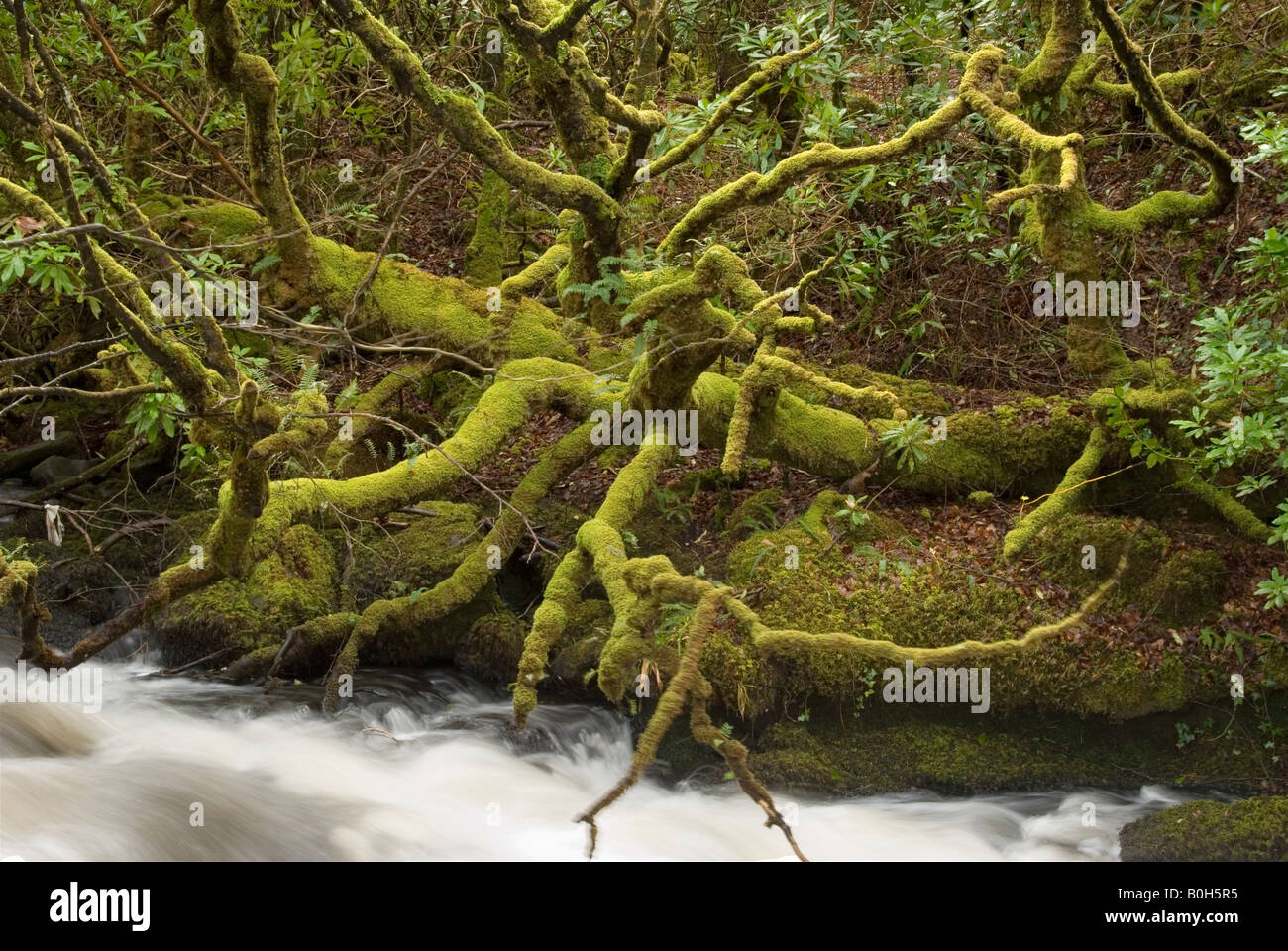 Moss covered tree, Aros Park, Tobermory, Isle of Mull, Argyll, Scotland ...