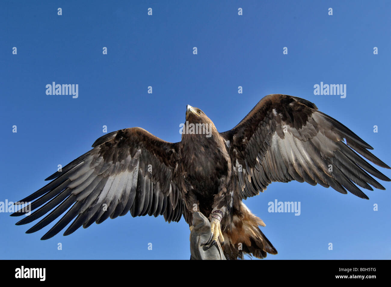 Golden eagle Aquila chrysaetos used for hunting by Khasak herdsmen ...