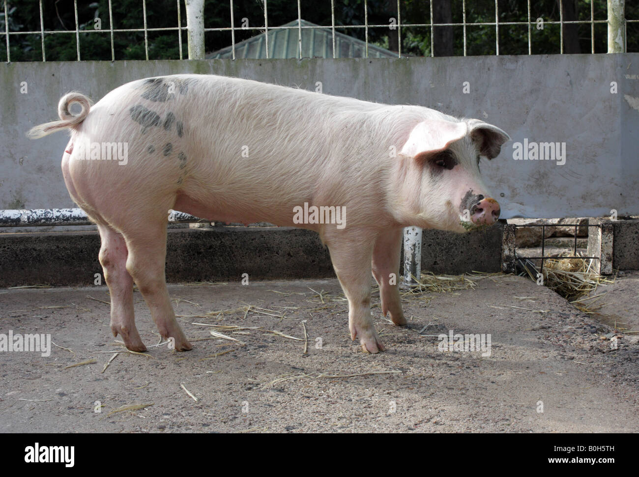 A PIG IN A PIGPEN FULL LENGTH SIDE VIEW HORIZONTAL BDA11174 Stock Photo ...