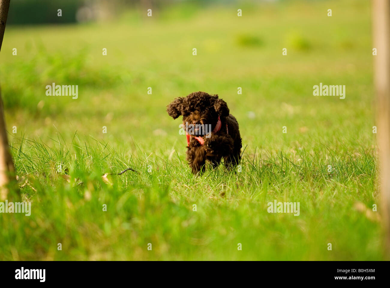 A red toy poodle running Stock Photo - Alamy