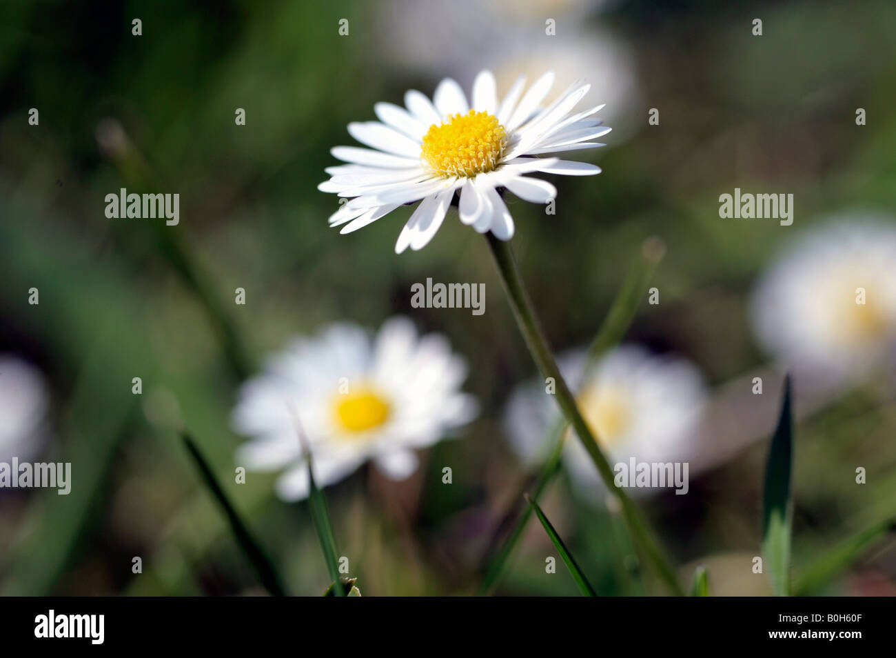 common daisy (bellis perennis Stock Photo - Alamy