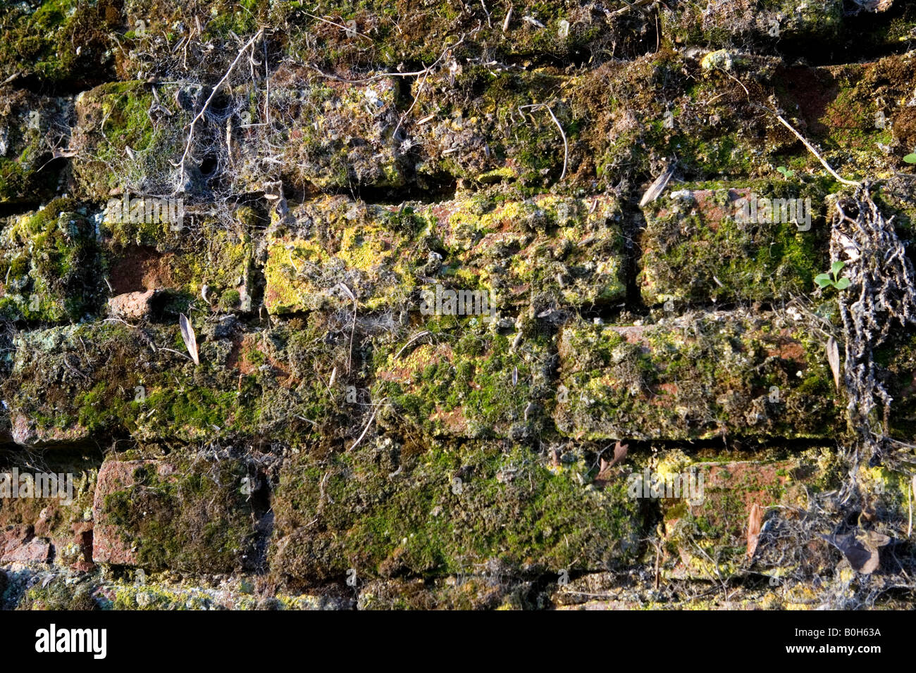 Brick covered in moss hi-res stock photography and images - Alamy