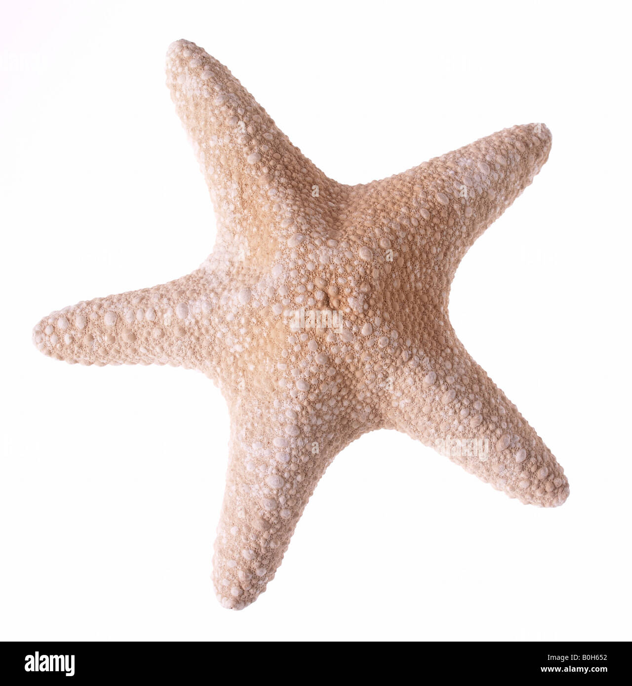 Conch island Cut Out Stock Images & Pictures - Alamy