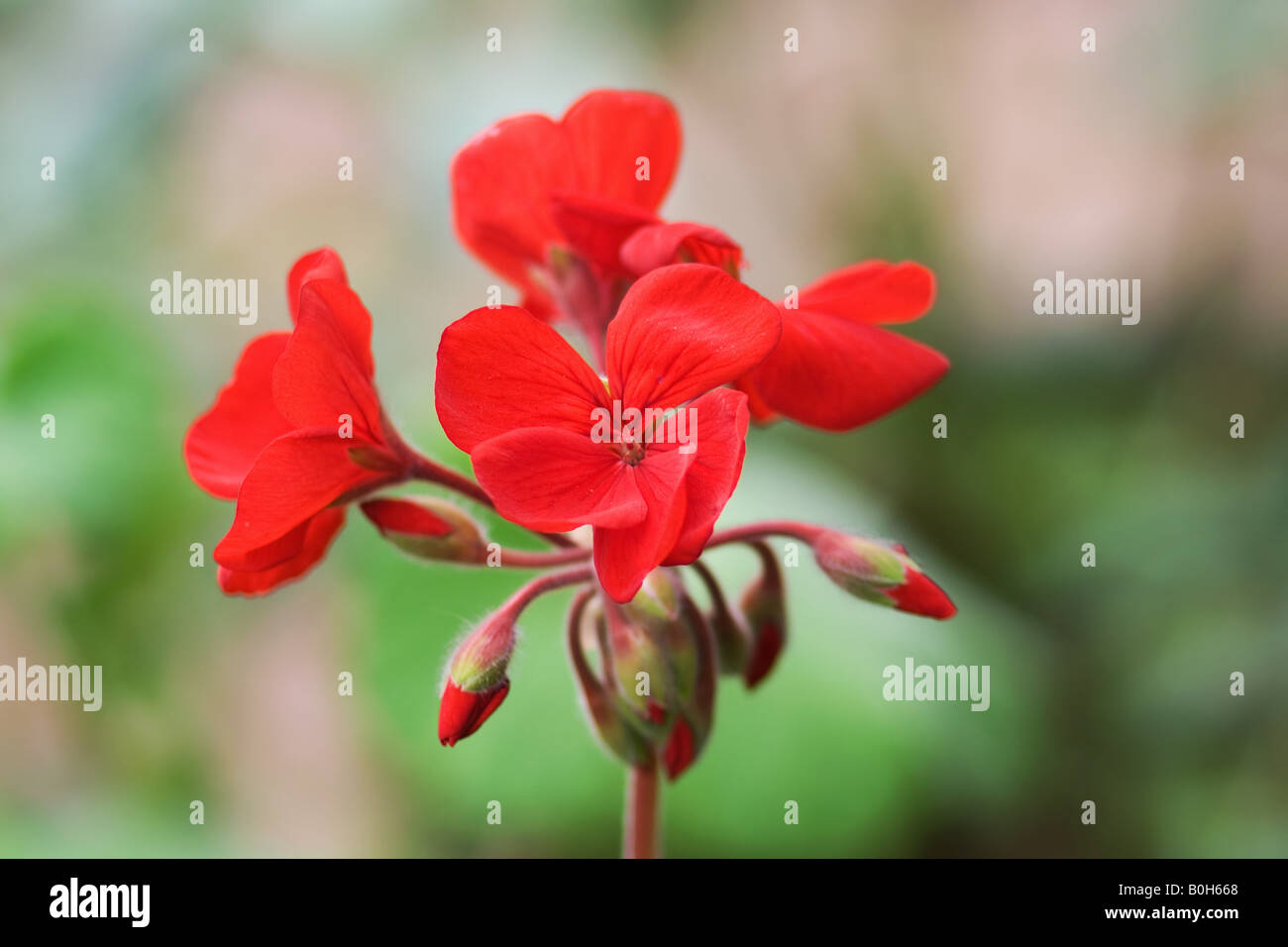 Bright geranium hi-res stock photography and images - Alamy
