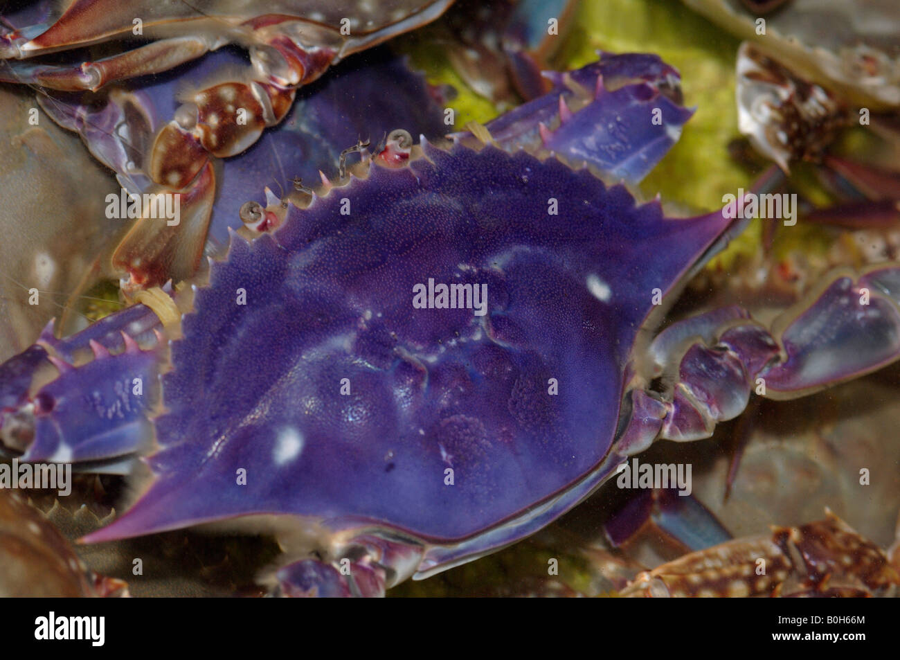 Flying crab has wing like projections on each side of carapace and flat ...