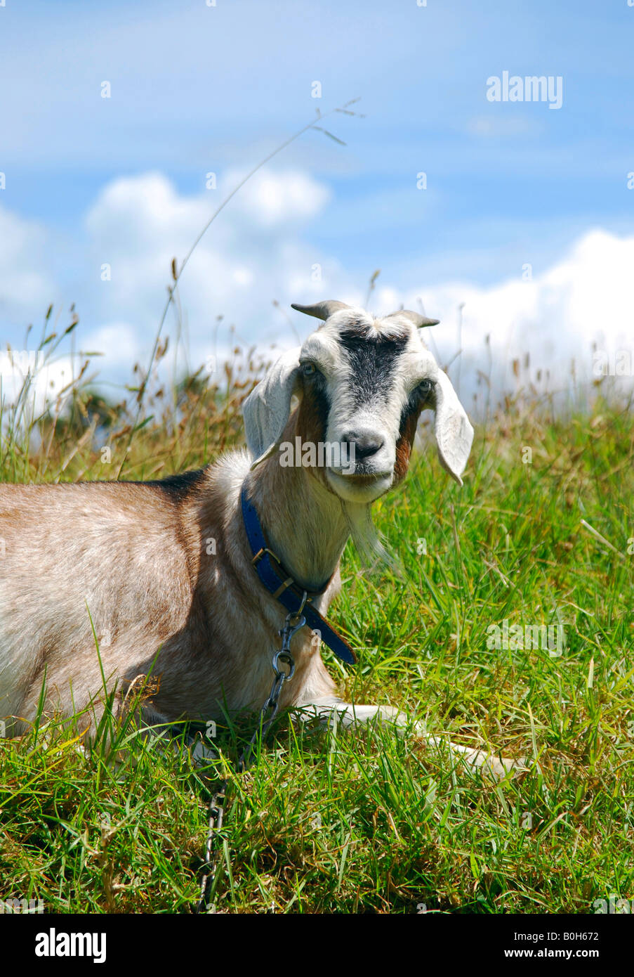 Goat in paddock hi-res stock photography and images - Alamy