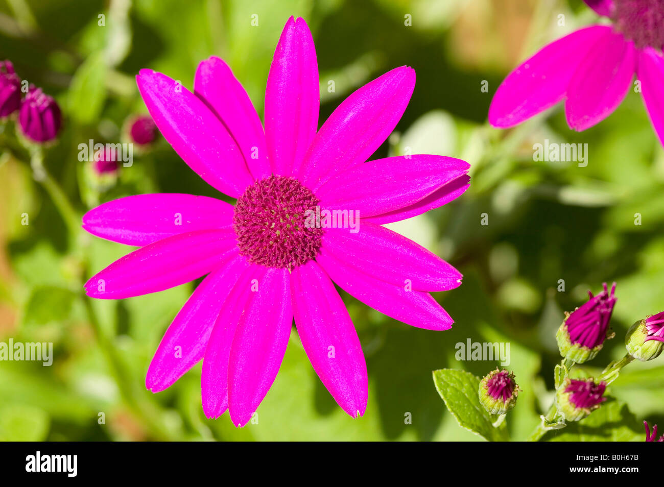 Senetti flowers hi-res stock photography and images - Alamy