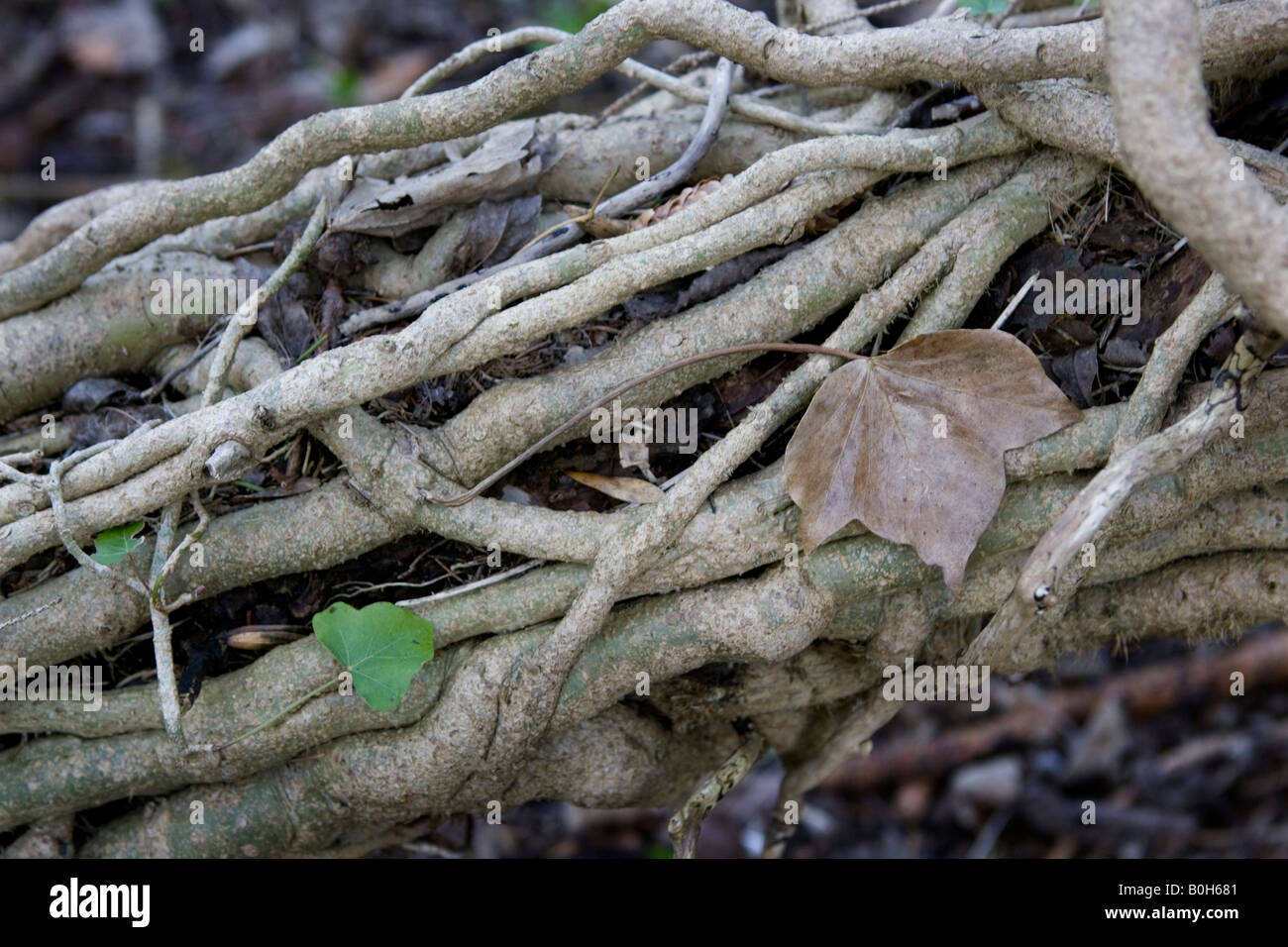 Tree entwined with ivy hi-res stock photography and images - Alamy