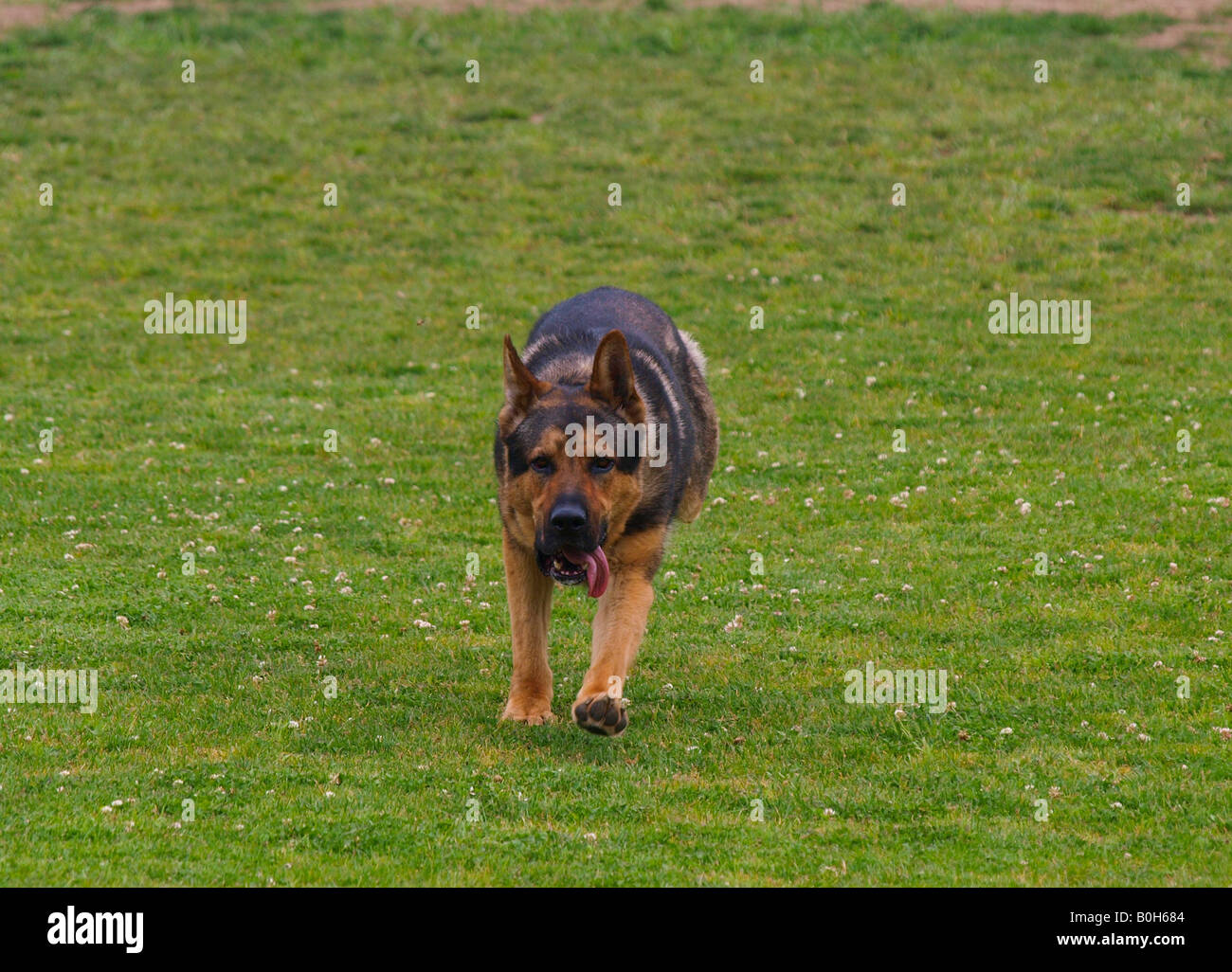 German Shepherd police dog at work during K9 trials Stock Photo - Alamy