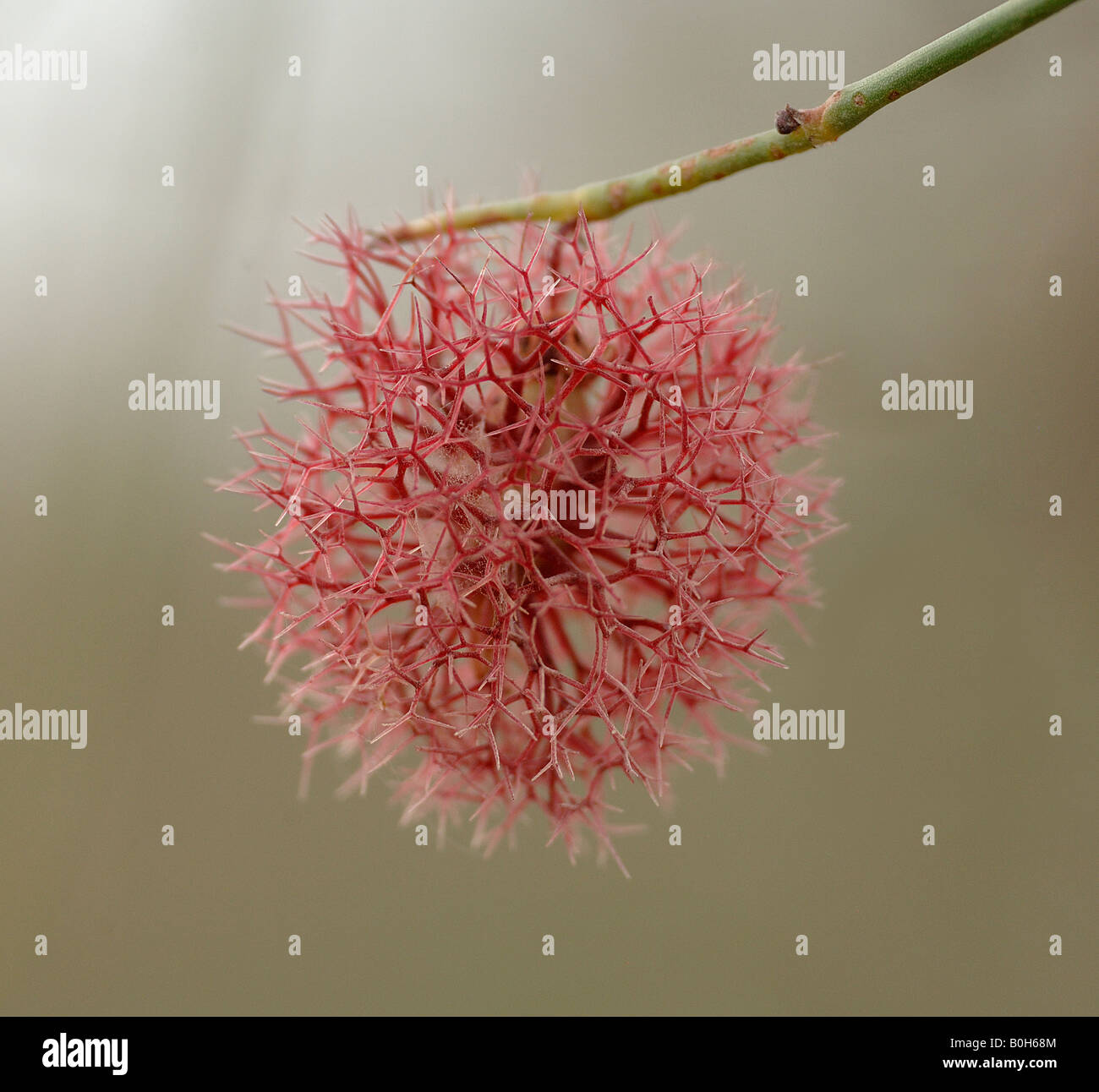 Fruit of Calligonum in desert Turpan China Seed in centre when fruit ...