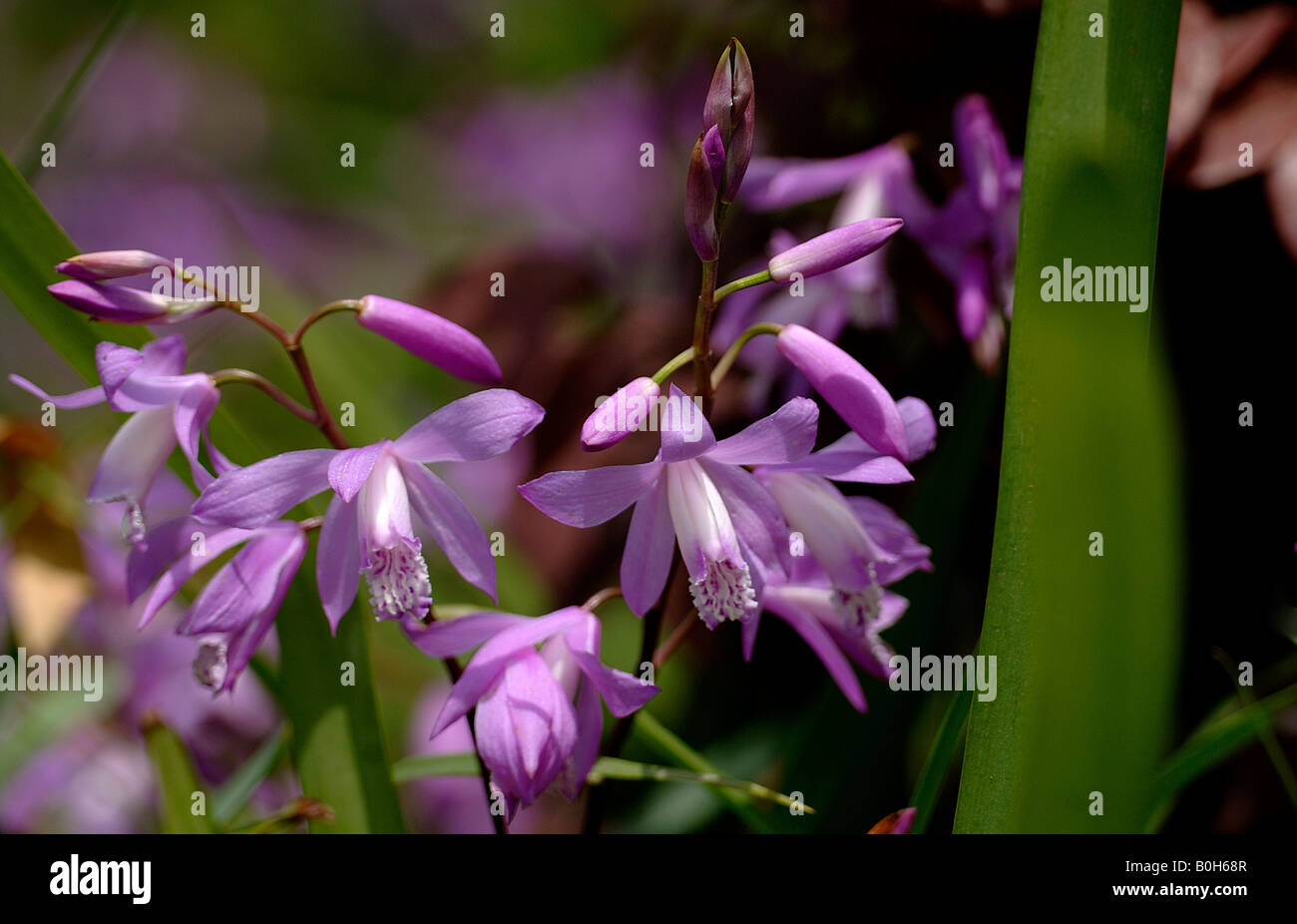 Chinese ground orchid Bletilla striata China.One of the first orchids ...