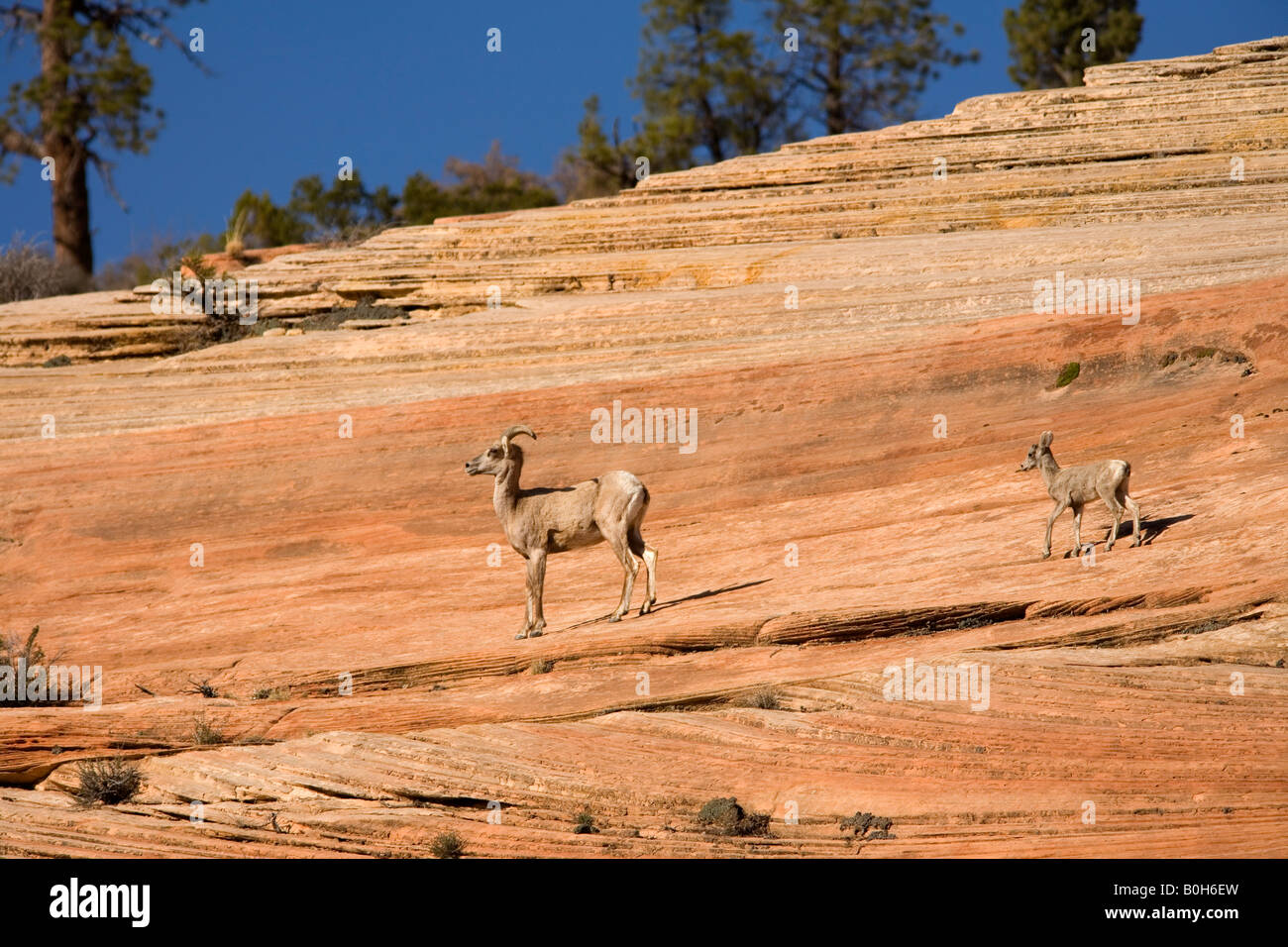 Desert Bighorn Sheep (Ovis canadensis nelsoni) Ewe and Lamb, Zion ...