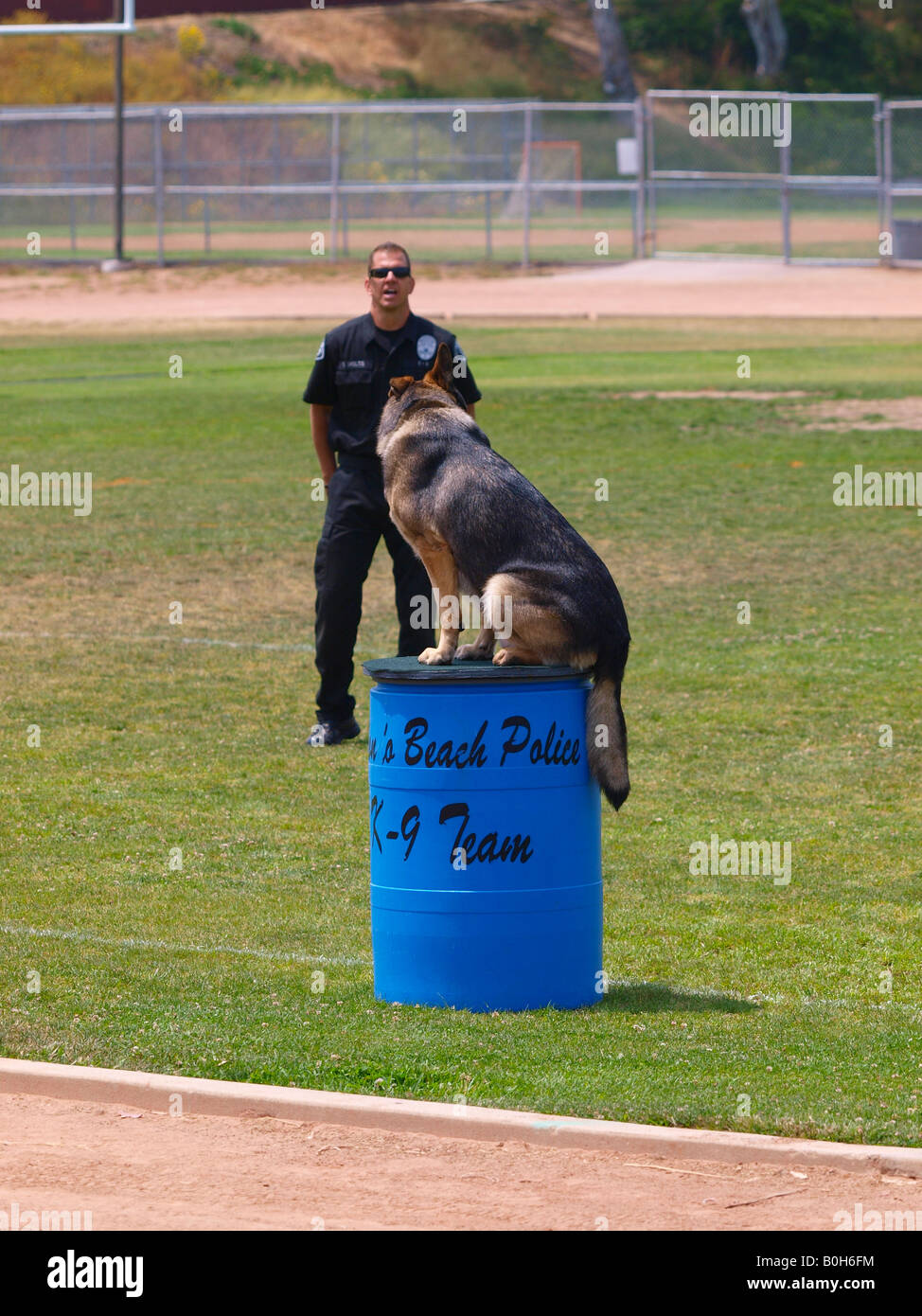 German Shepherd police dog sits patiently waiting for his handlers next ...