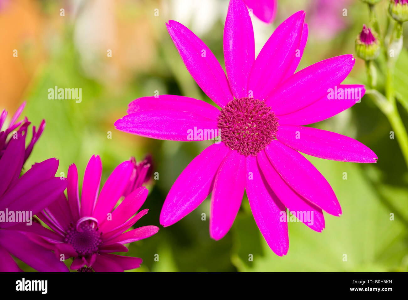 Senetti flowers hi-res stock photography and images - Alamy
