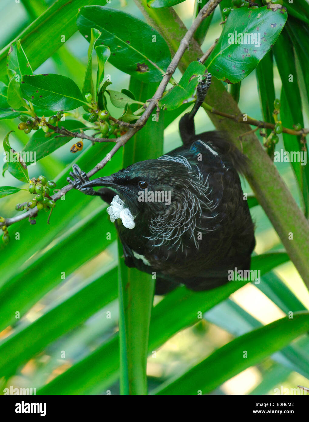 Native new zealand tui bird hi-res stock photography and images - Alamy
