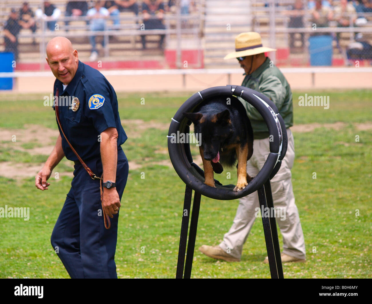 Police officer watches his dog negotiate the barrel jump phase of the ...