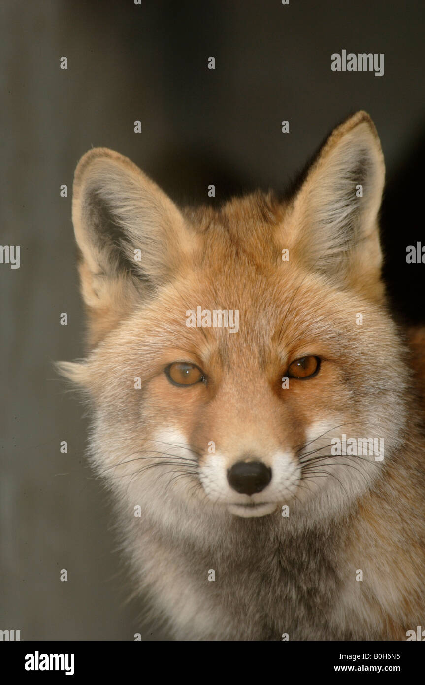 Corsac fox Vulpes corsac lives in deserts, Xinjiang, China Stock Photo ...