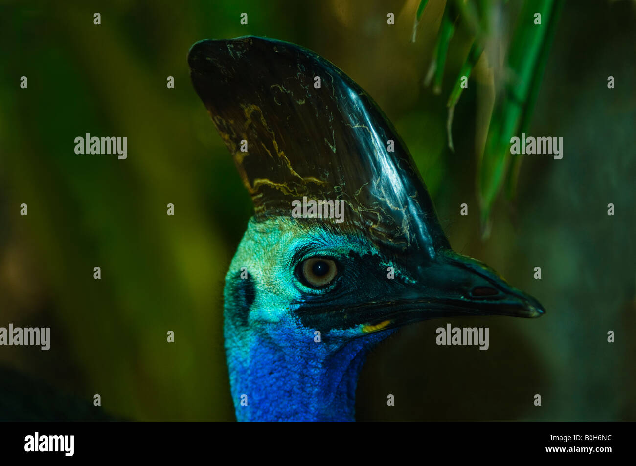 Casuarius casuarius hi-res stock photography and images - Alamy