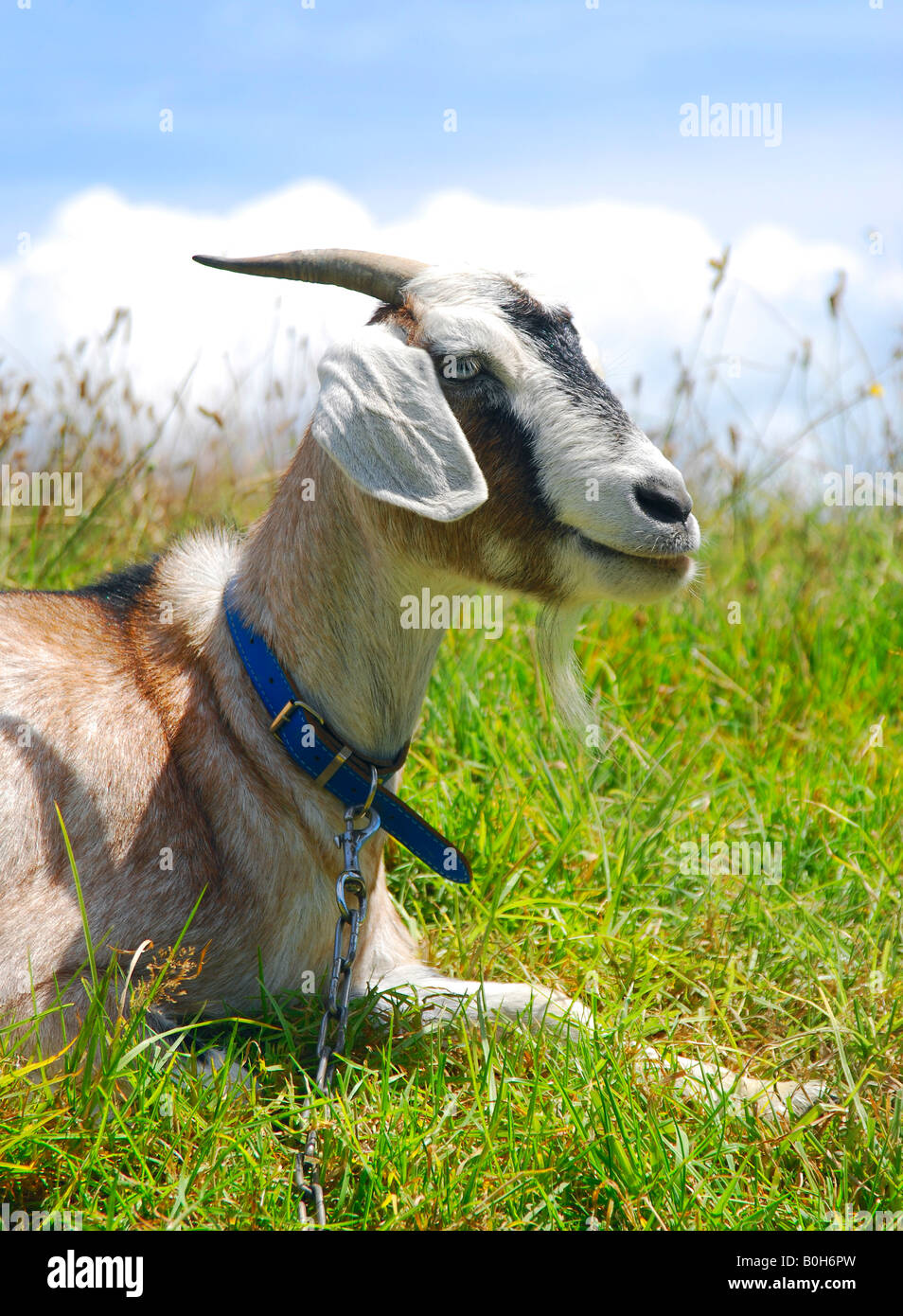 Goat chewing gress Stock Photo - Alamy