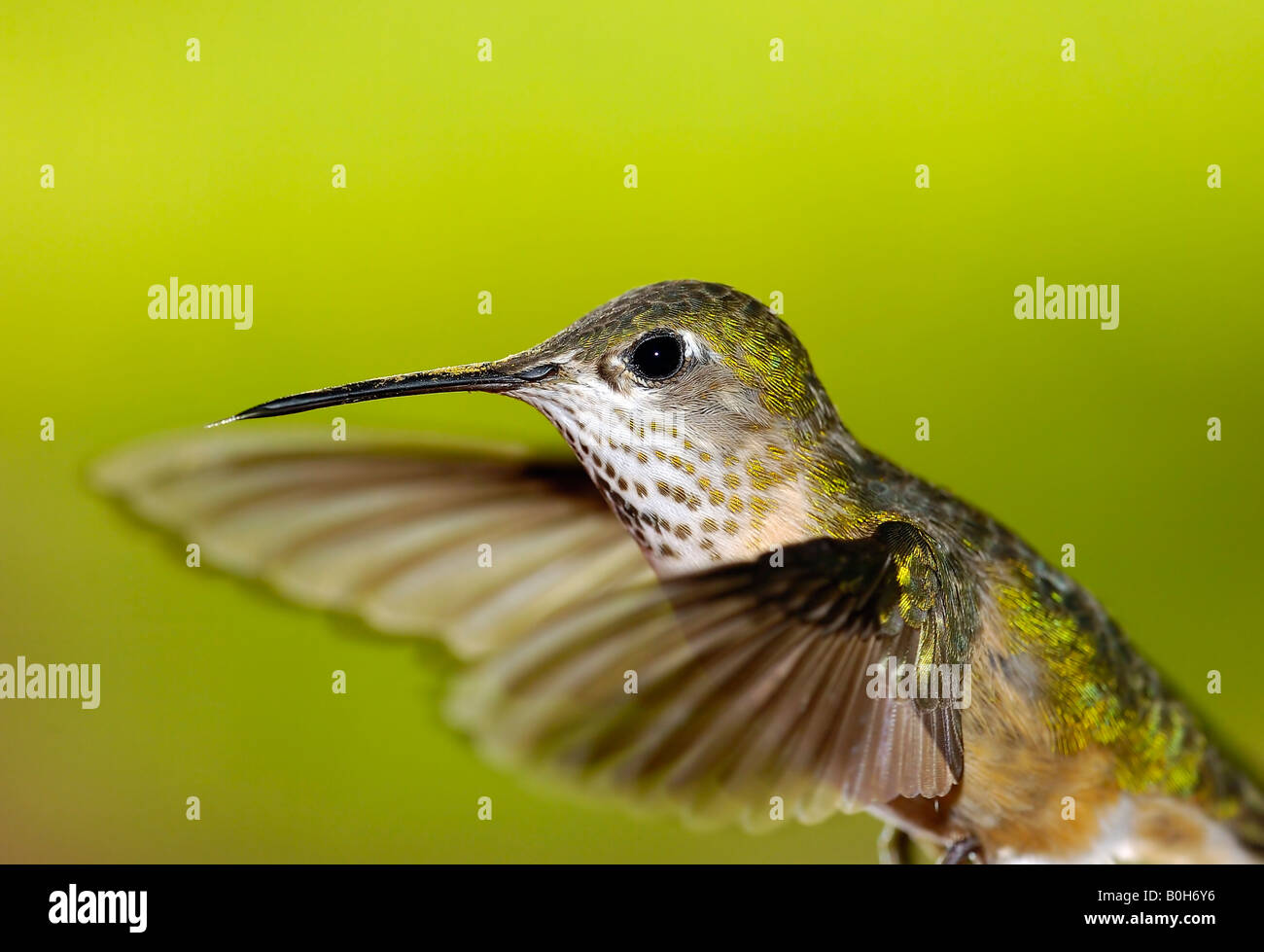 Calliope Hummingbird (Stellula calliope) calliope (French) Chupamirto ...