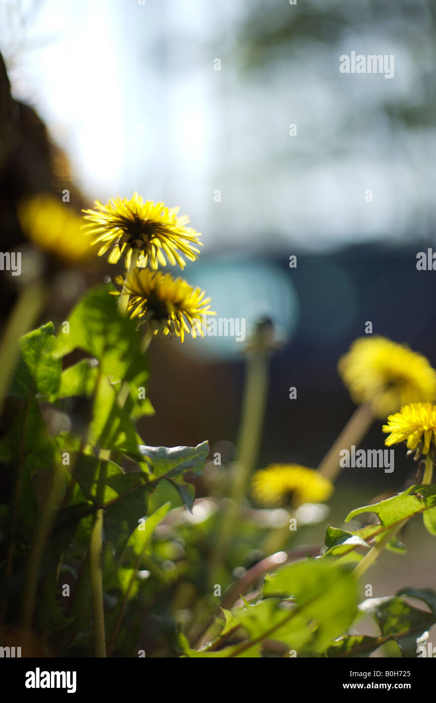group of yellow dandelions from a low perspective against a blurred ...