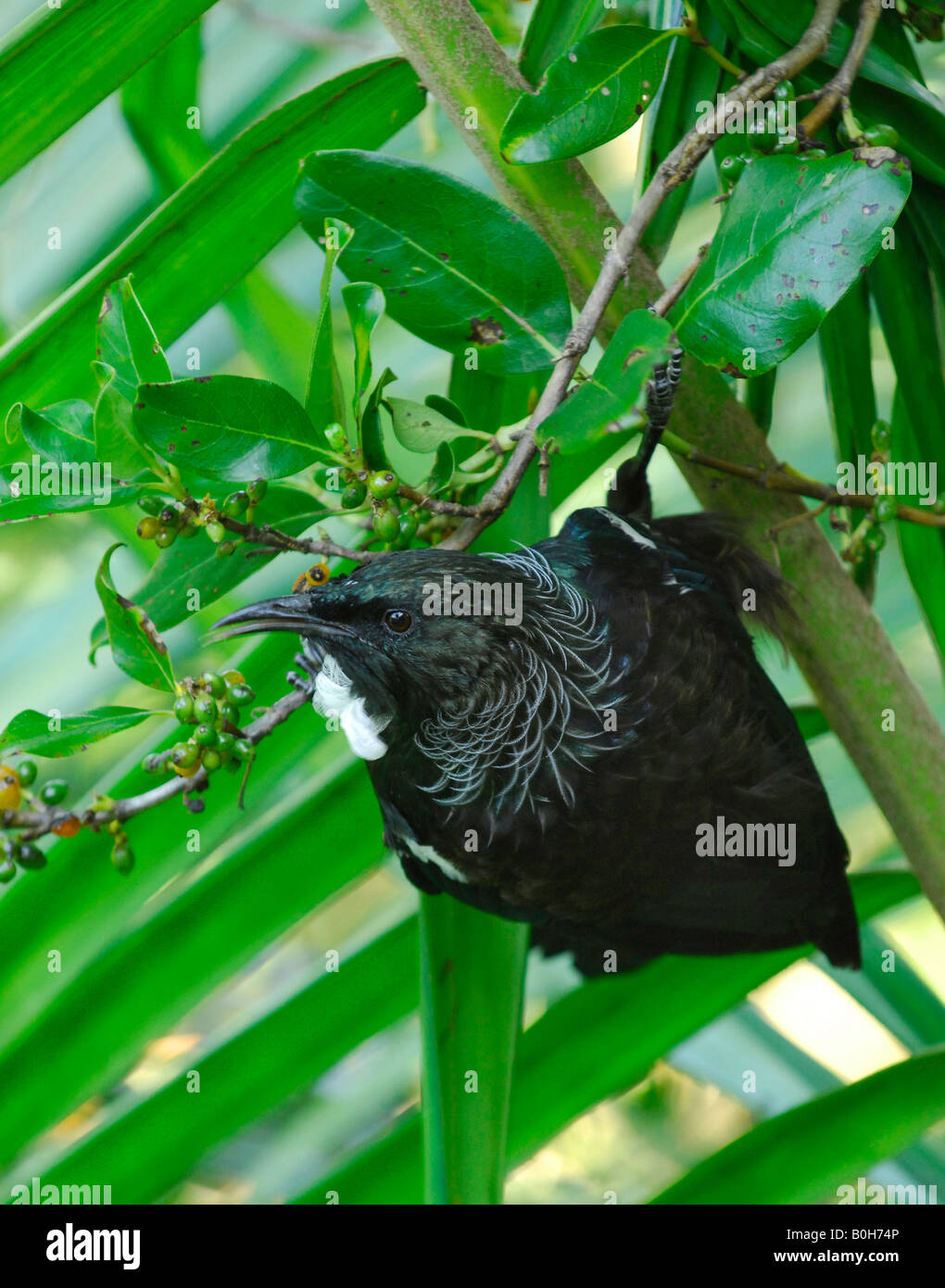 Tui, New Zealand native bird with white crest, picking berries from ...