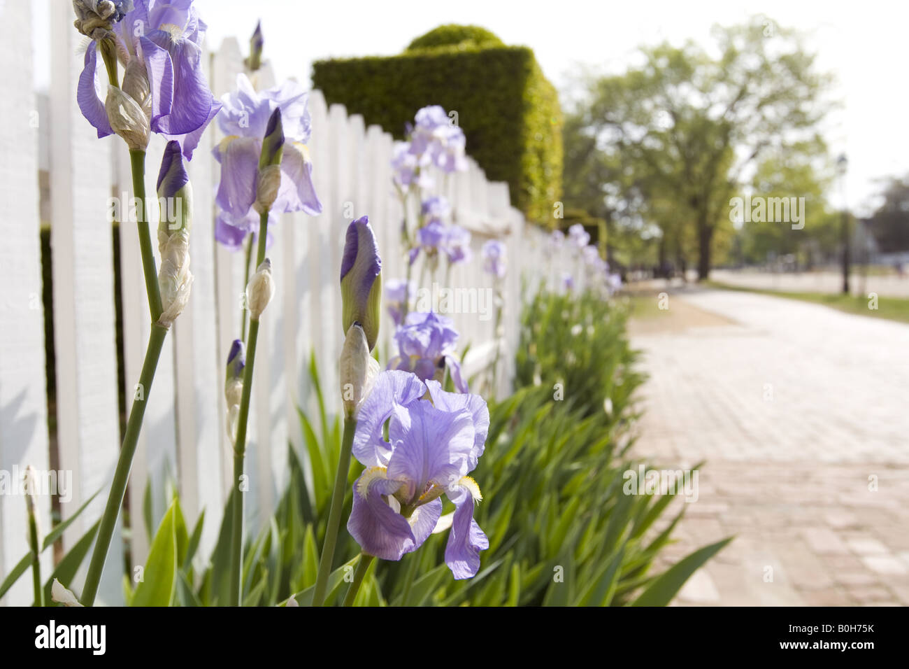 Spring, Colonial Williamsburg, Virginia Stock Photo - Alamy