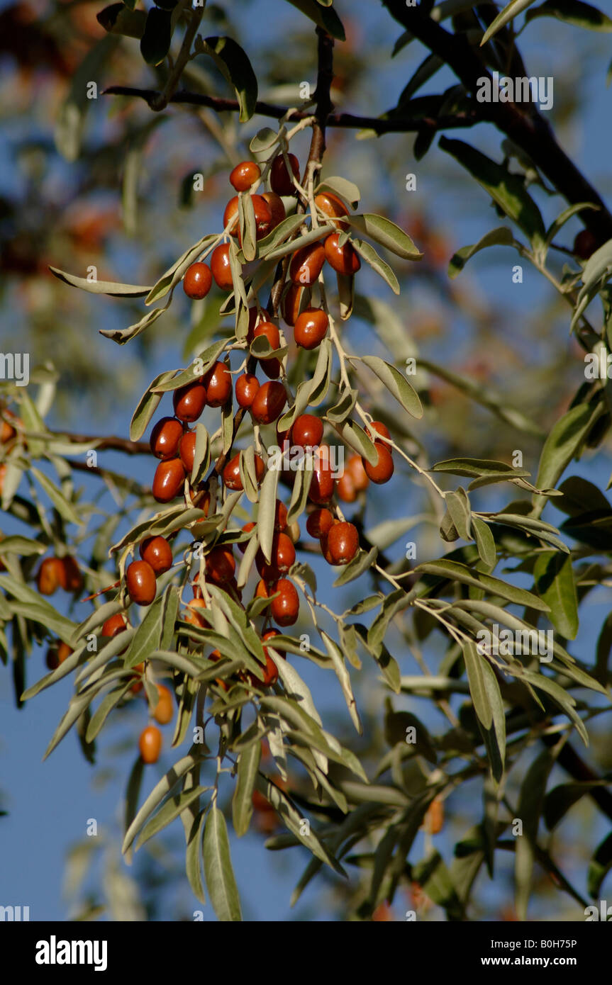 Elaeagnus hi-res stock photography and images - Alamy