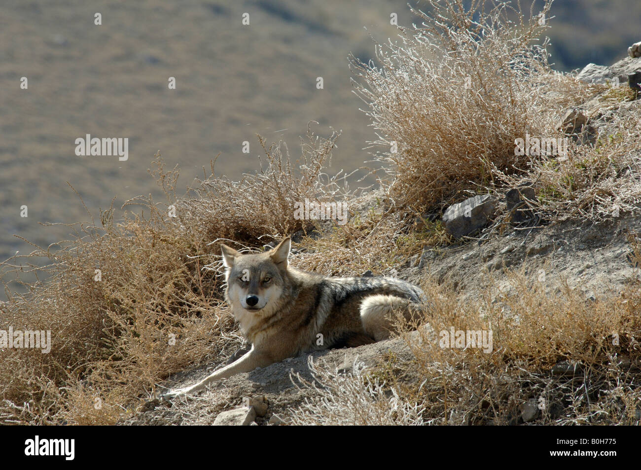 Wolf Canis lupus Xinjiang China Stock Photo - Alamy